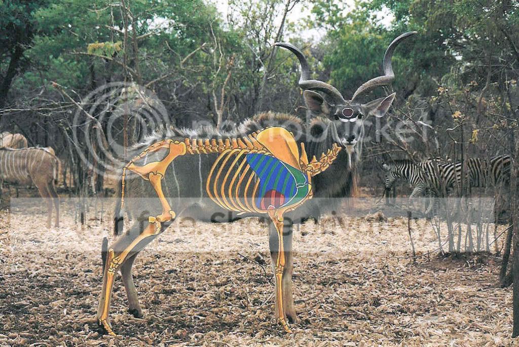 Kudu neck shots - Page 2