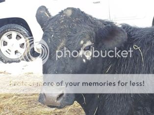 Thoughts on cow eye issue | CattleToday.com - Cattle, Cow & Ranching ...