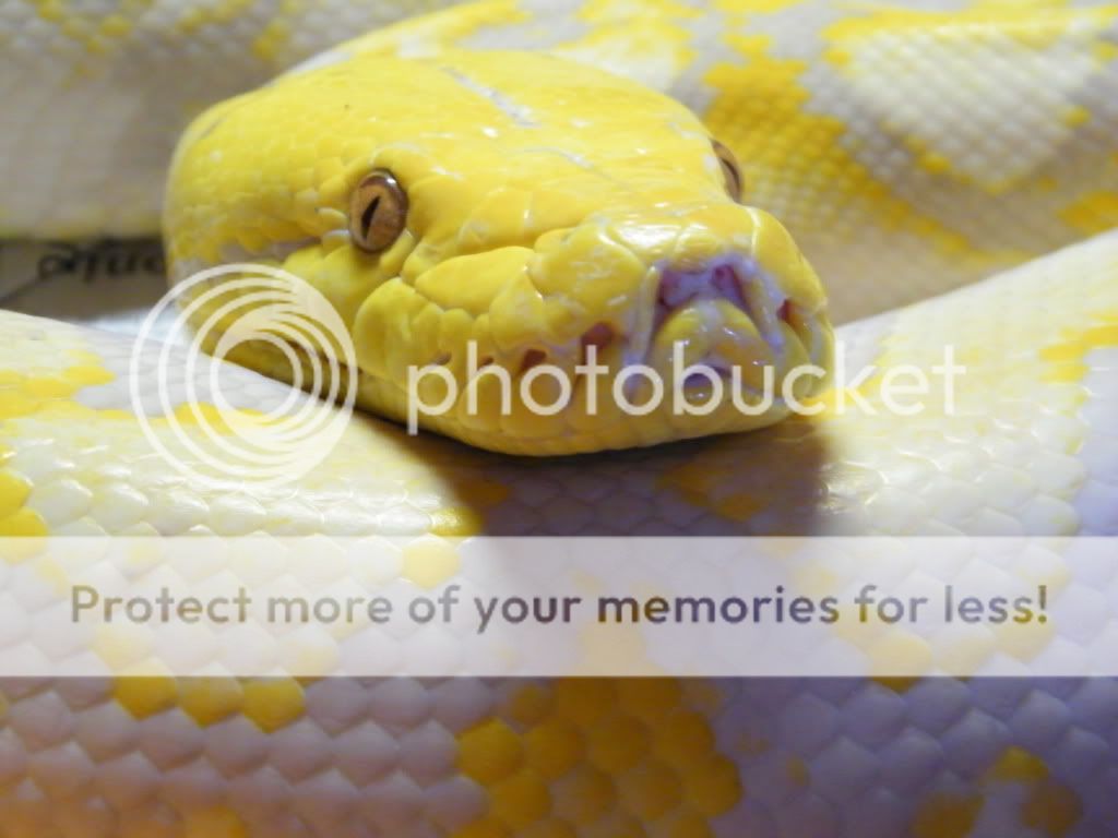 The Reticulated Python Thread | Page 213 | Reptile Forums