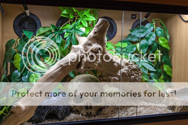 Snake Viv/Rub Set Up Competition! | Reptile Forums