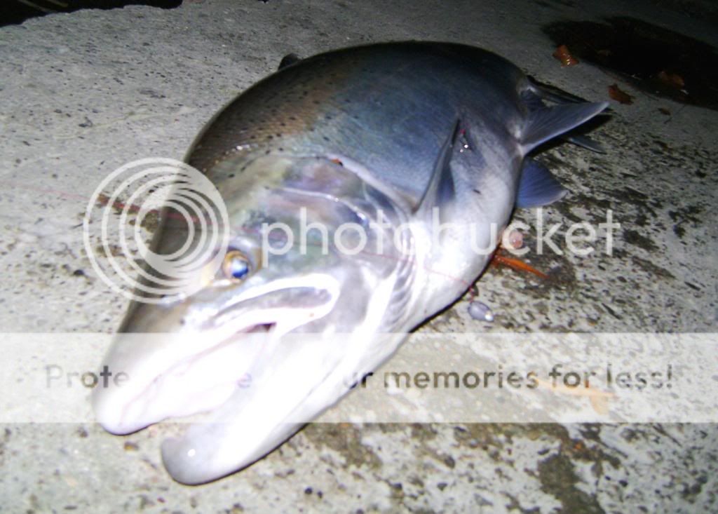 Personal Best Piece Of Chrome - Fishing Forum - Niagara Fishing Forum